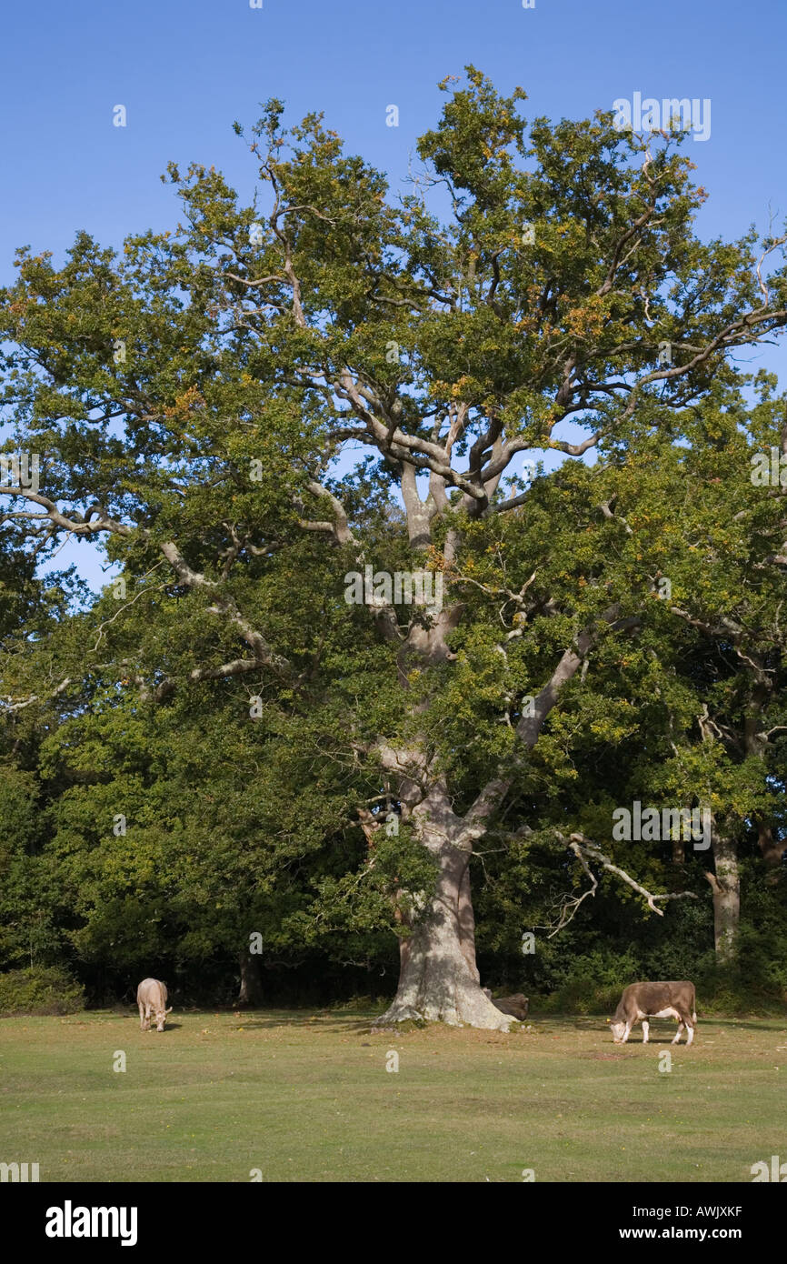 Cows grazing around oak trees in the New Forest Stock Photo - Alamy