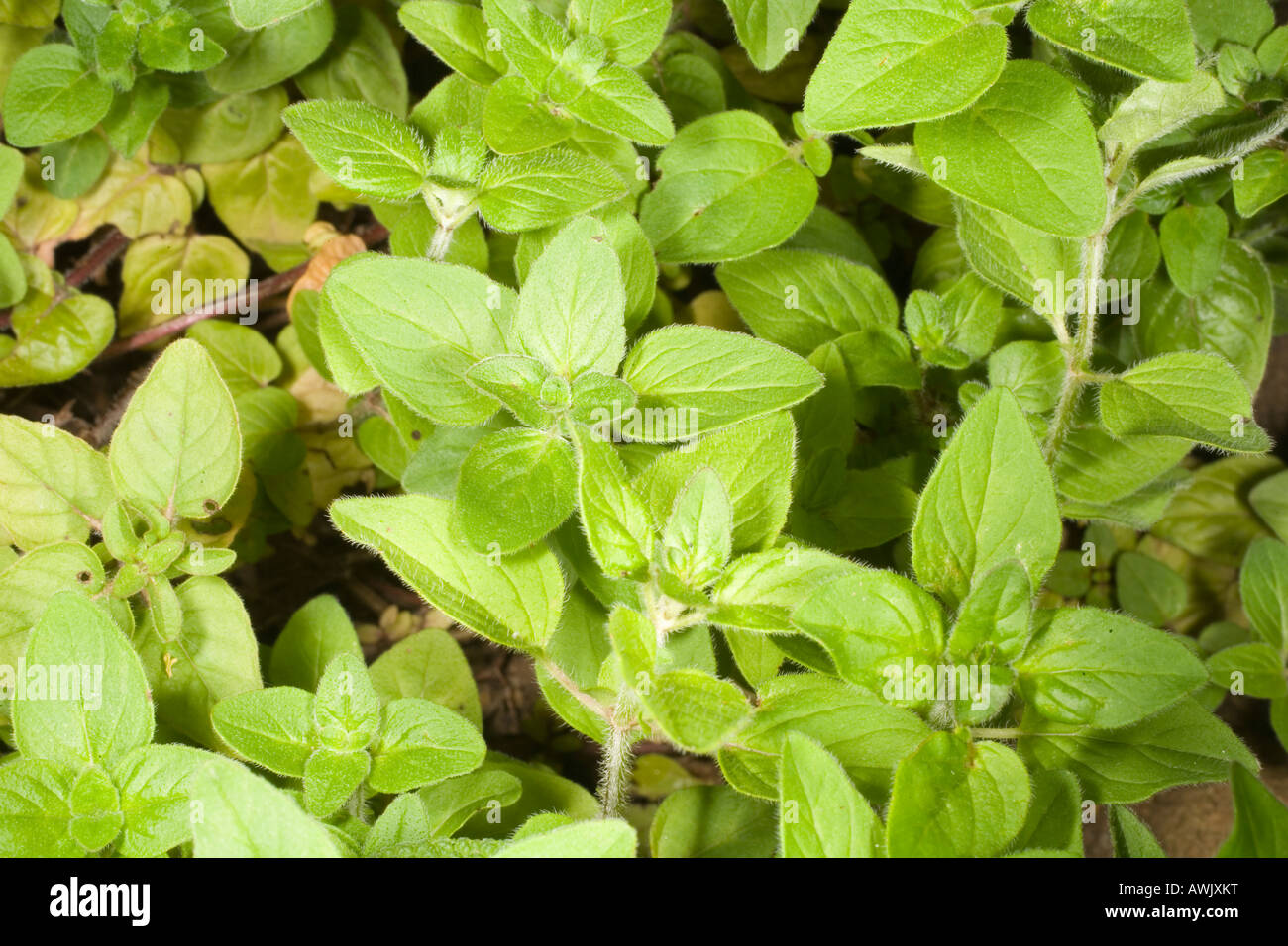 Melissa flower hi-res stock photography and images - Alamy