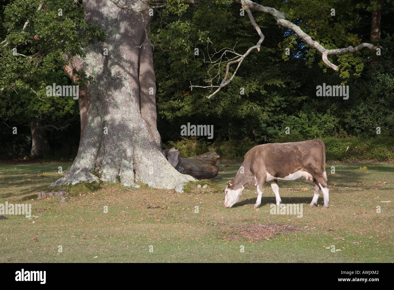 Cows grazing around oak trees in the New Forest Stock Photo - Alamy