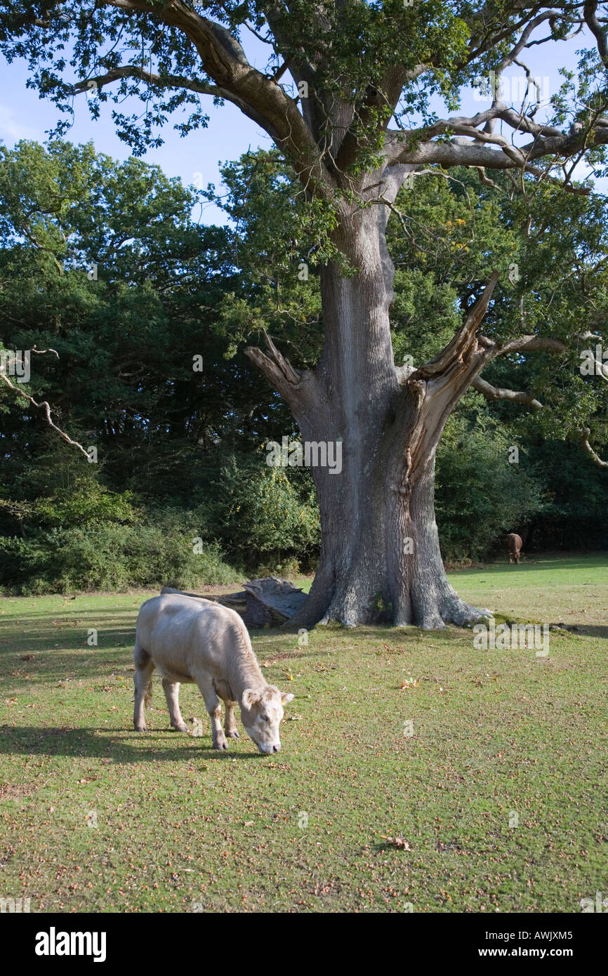 Cows grazing around oak trees in the New Forest Stock Photo - Alamy