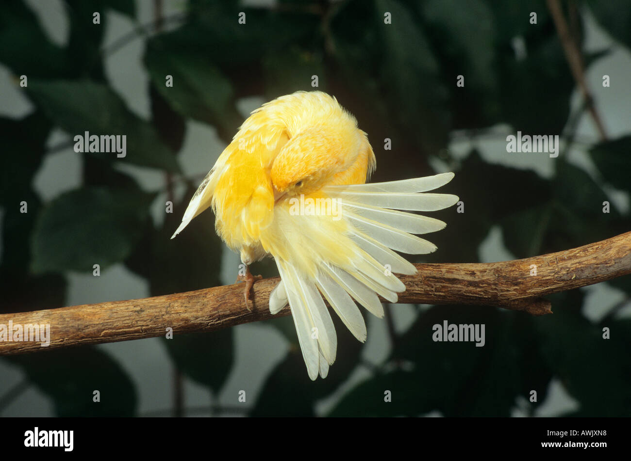 Cleaning bird cage hi-res stock photography and images - Alamy