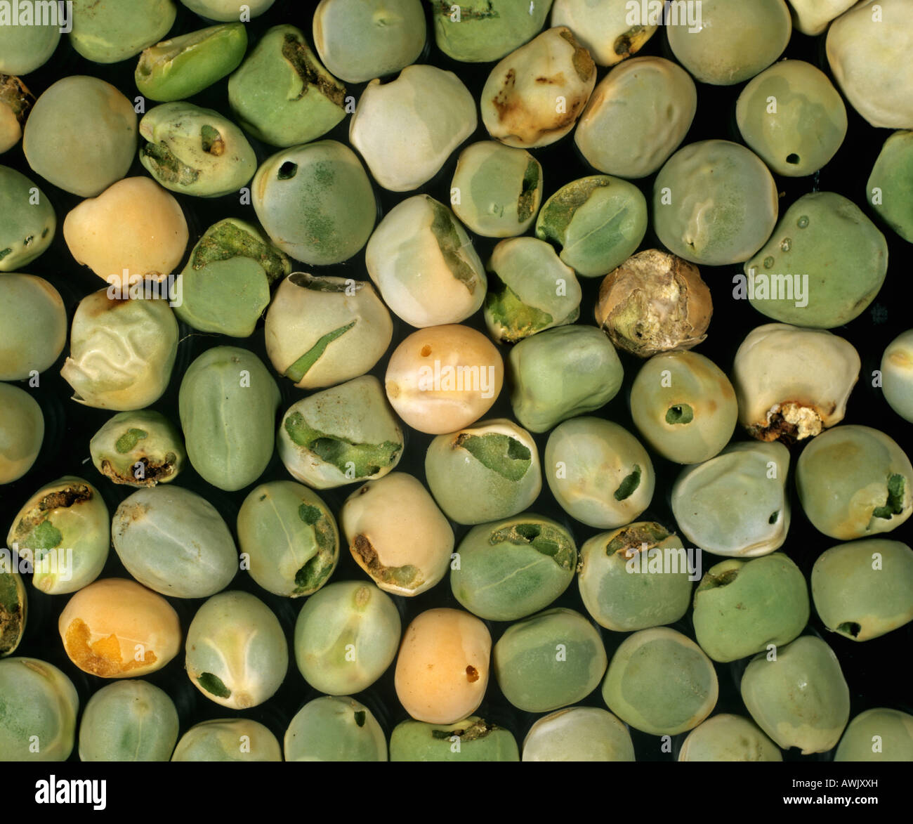 Pea moth Cydia nigricana residual damage to harvested peas Stock Photo ...