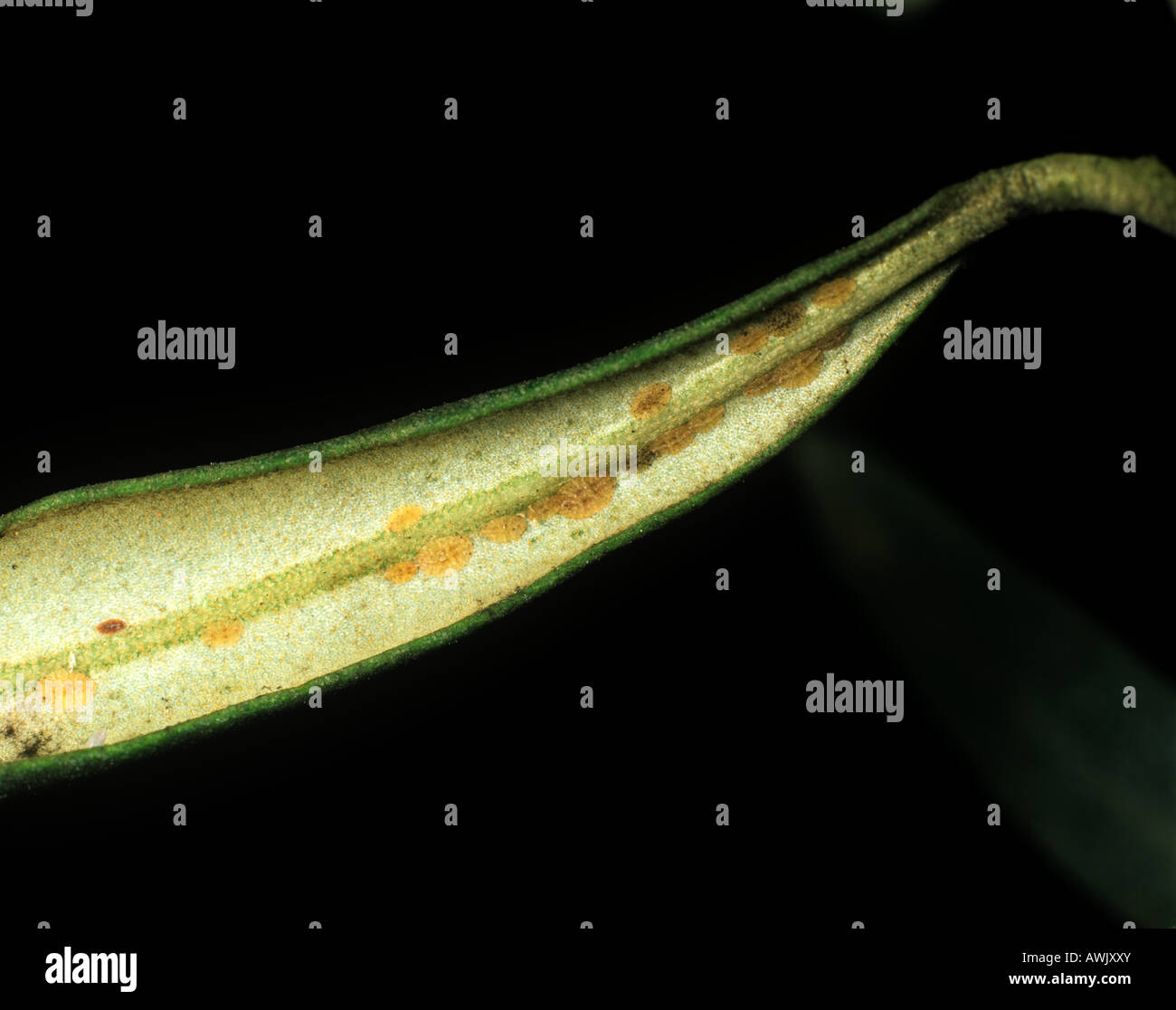 Black scale insects Saissetia oleae on ther underside of an olive leaf ...