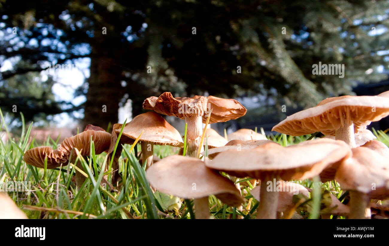 some mushrooms under a big tree Stock Photo - Alamy