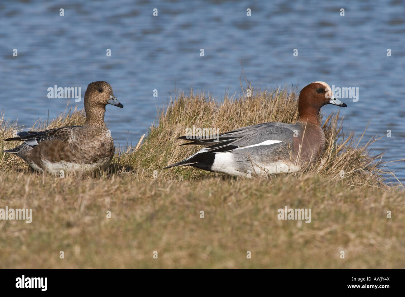 Anas penelope duck ducks wildfowl bird cley norfolk hi-res stock ...