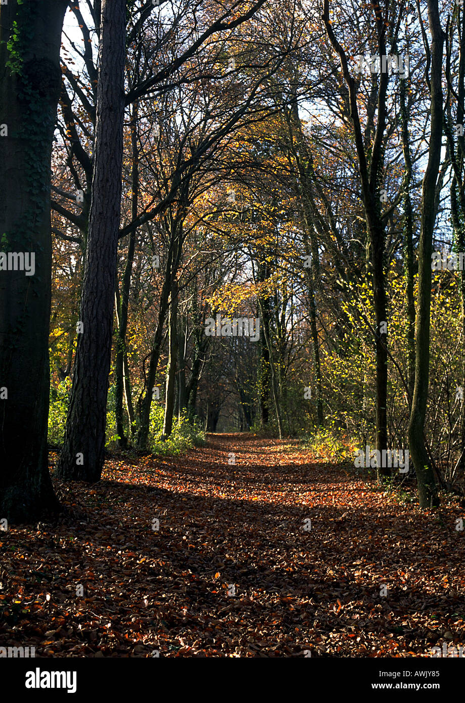 Path through woods in autumn Stock Photo - Alamy
