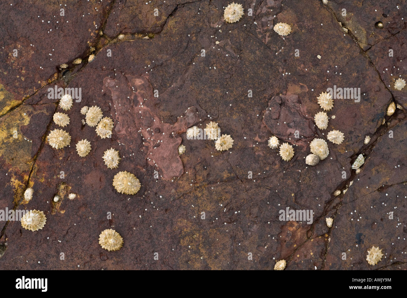 Limpets Patella sp. on the costal rocks Crail fishing village East Neuk ...