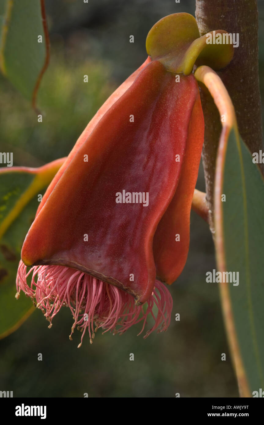 Flowering mallee tree hi-res stock photography and images - Alamy