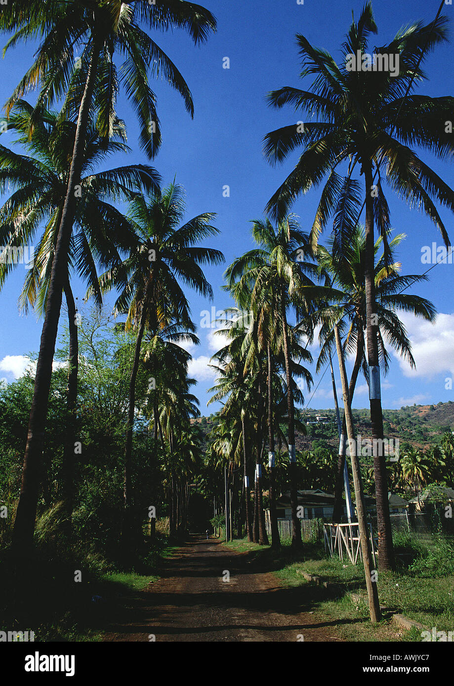 Palm lined paths hi-res stock photography and images - Alamy
