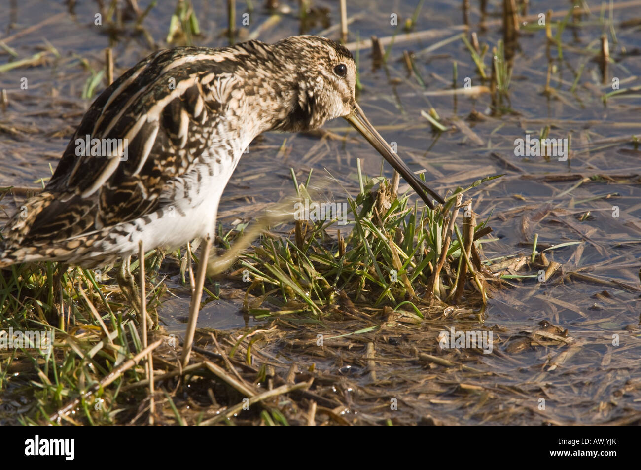 Common snipe uk hi-res stock photography and images - Alamy