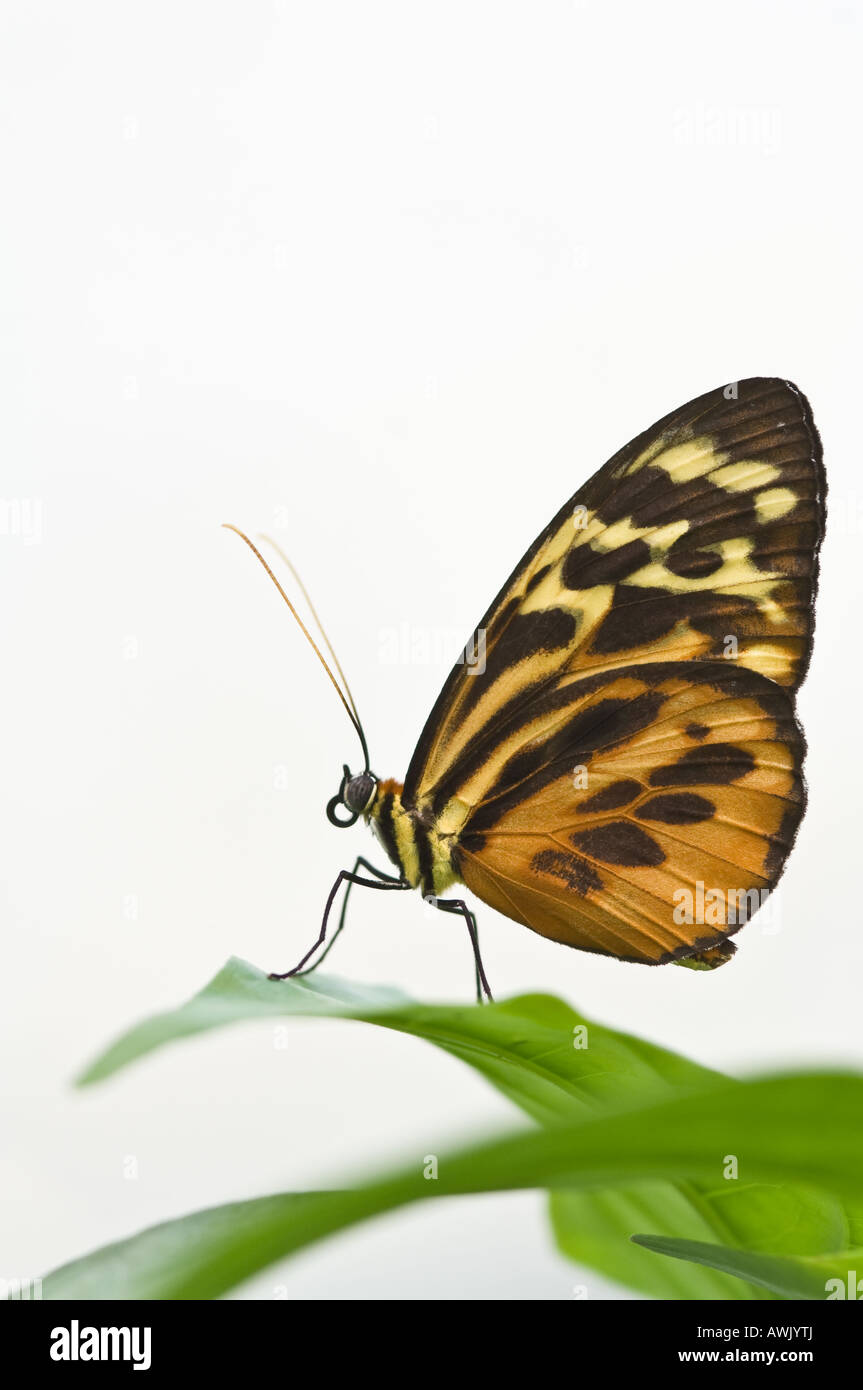 Mimicry tiger hi-res stock photography and images - Alamy