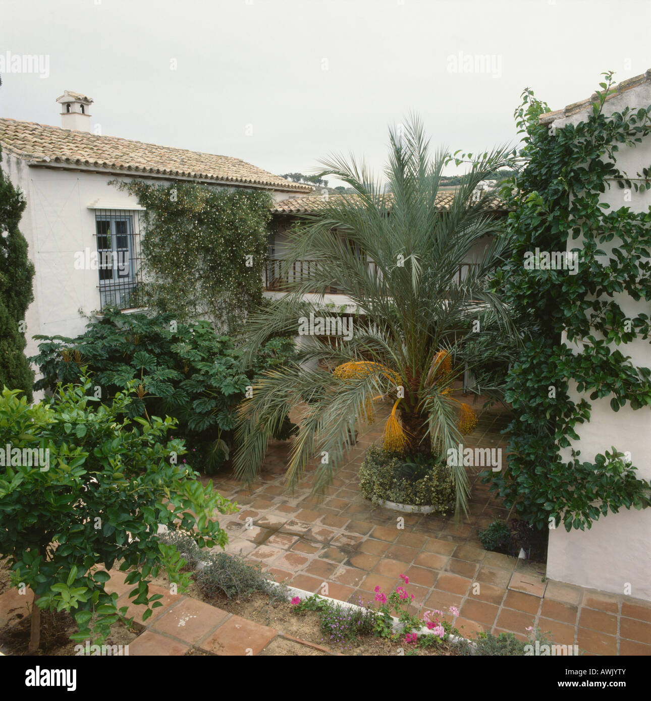 Large shrubs and palm tree in courtyard of traditional Spanish villa ...