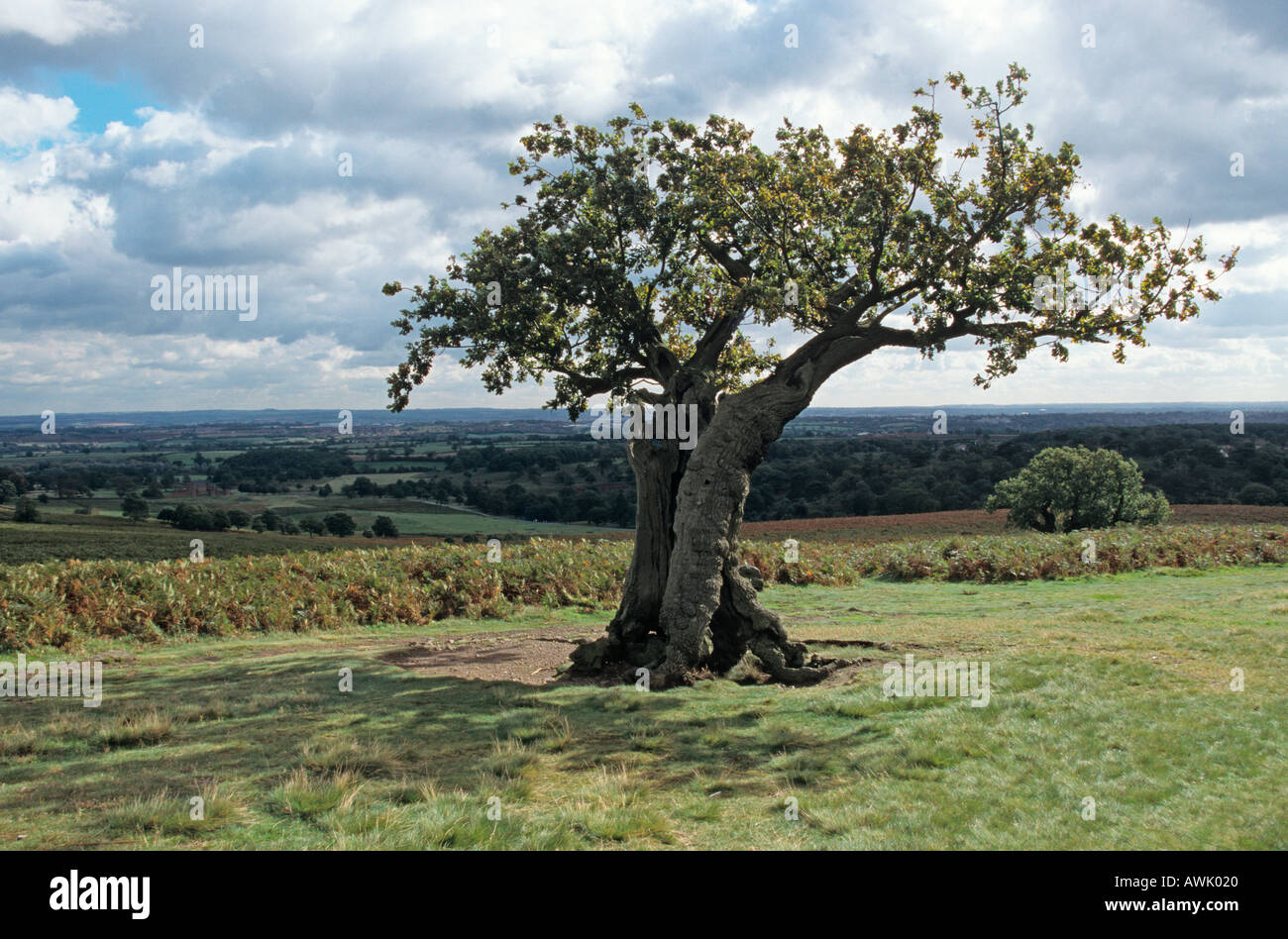 Royal oak english oak tree hi-res stock photography and images - Alamy
