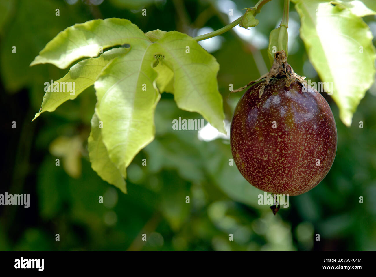 Granadilla passiflora edulis hi-res stock photography and images - Alamy
