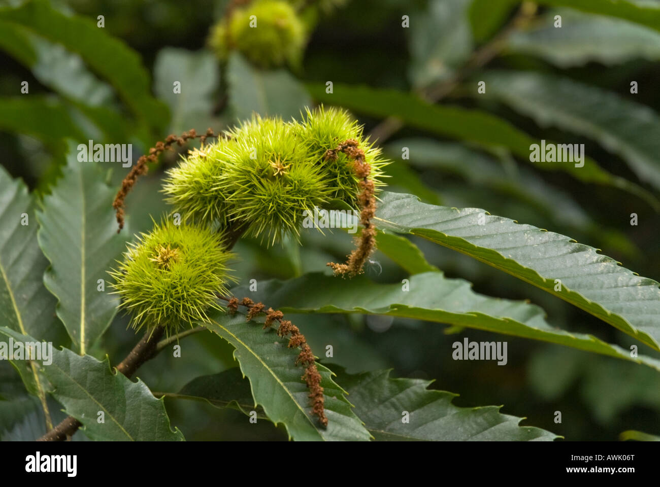 The fruit of the Sweet Chestnut, Castanea sativa Stock Photo - Alamy