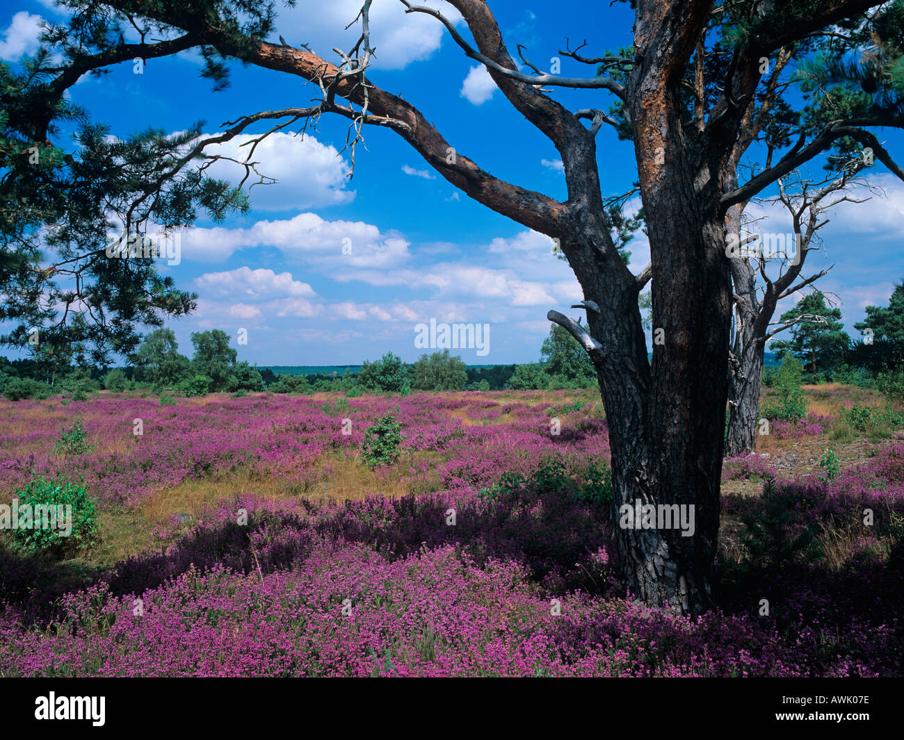 Frensham common hi-res stock photography and images - Alamy