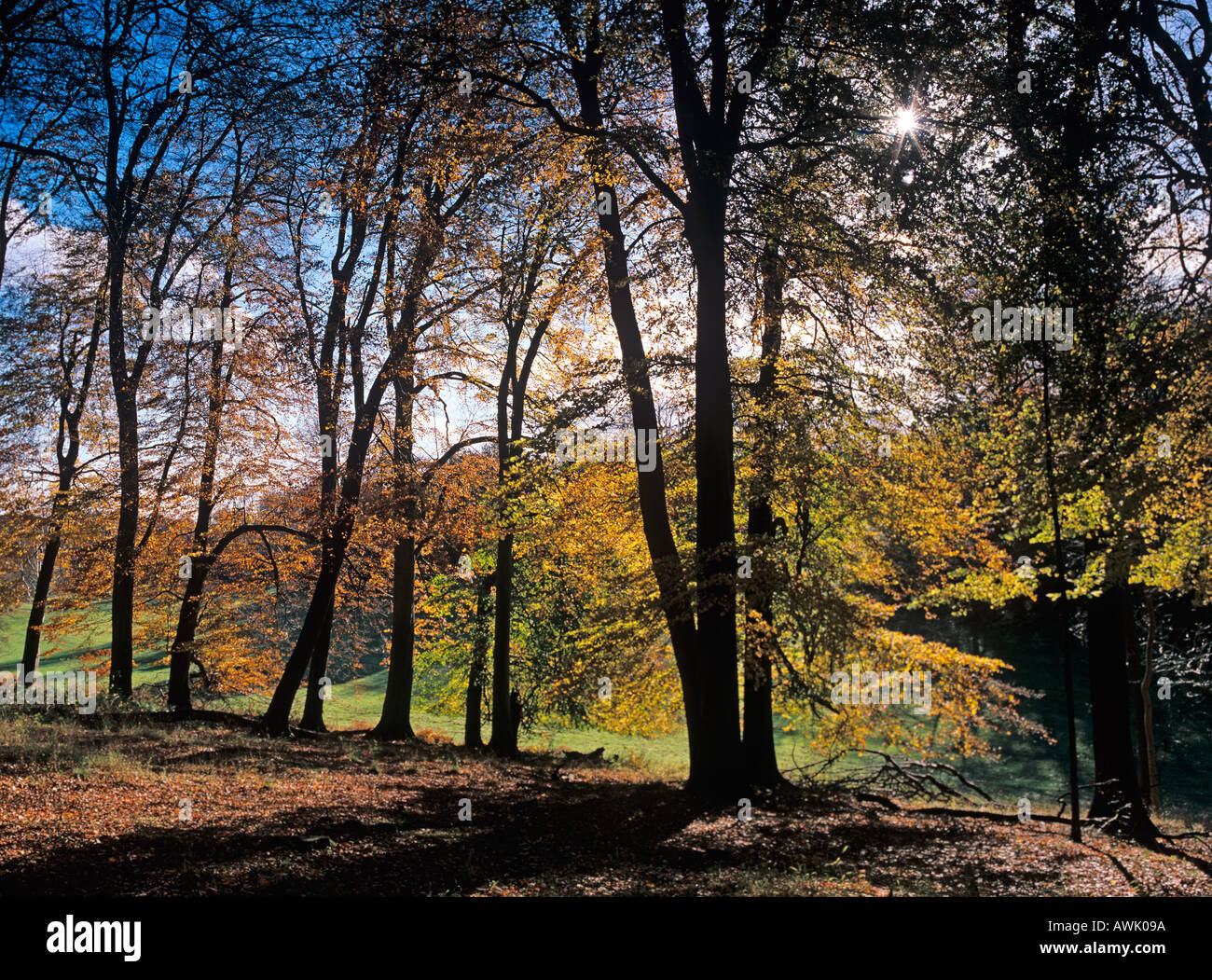 Golden Valley Ashridge Herts UK Autumn Stock Photo - Alamy