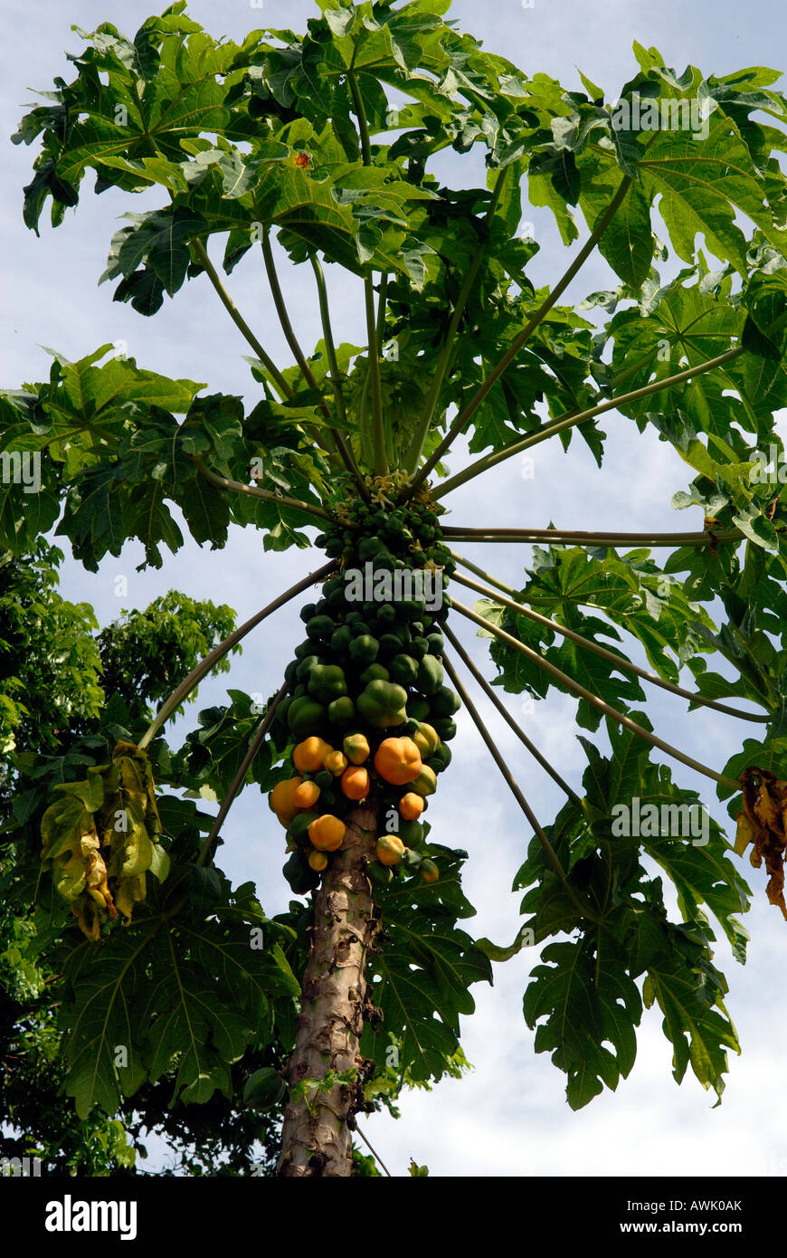 Papaya leave hi-res stock photography and images - Alamy