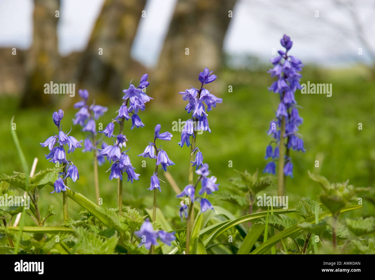 Bluebells, Hyacinthoides non-scripta, in the spring sunshine Stock ...