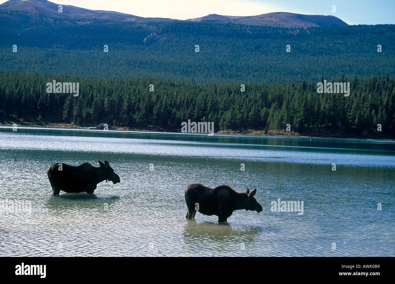 Silhouette of two Moose (Alces alces) standing in lake, Maligne Lake ...