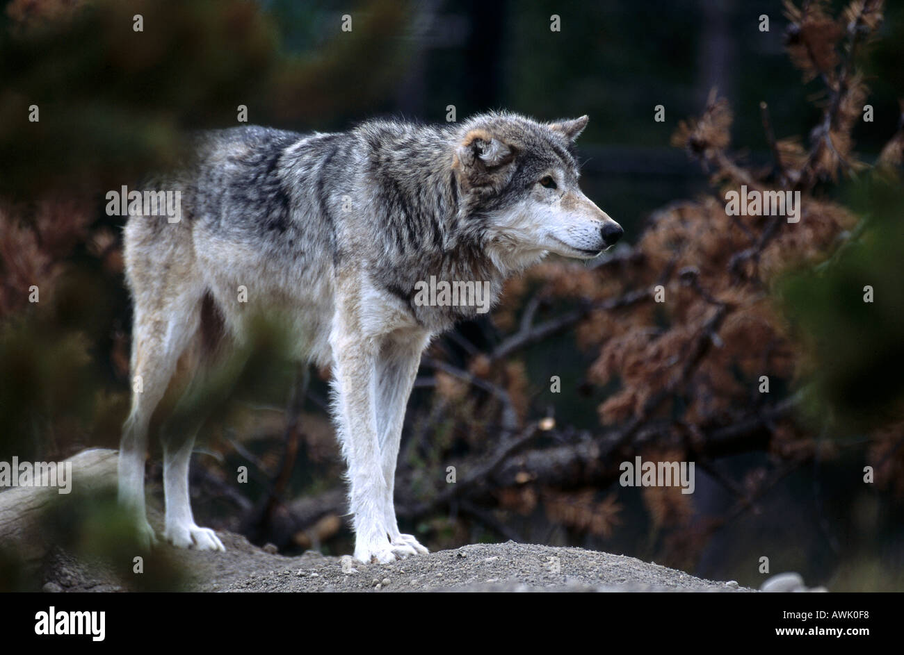 Canadian Gray wolf (Canis lupus) in forest, Canada Stock Photo - Alamy