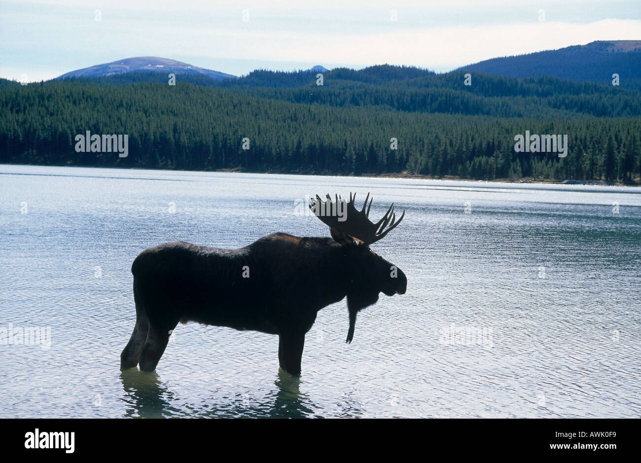 Silhouette of Moose (Alces alces) standing in lake, Maligne Lake ...