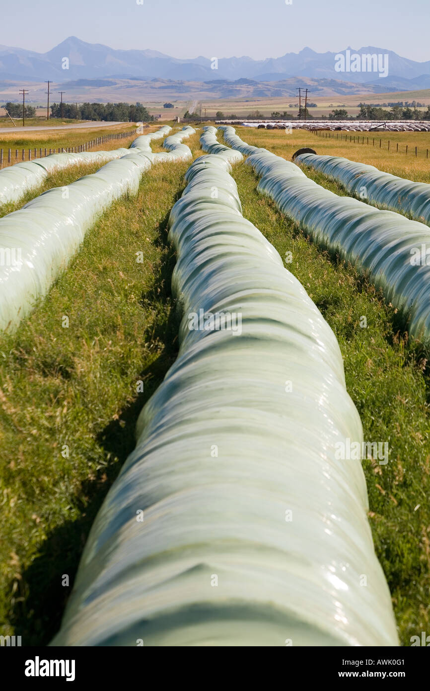 Cattle fodder stored in miles of plastic near highway 2 with Rocky ...