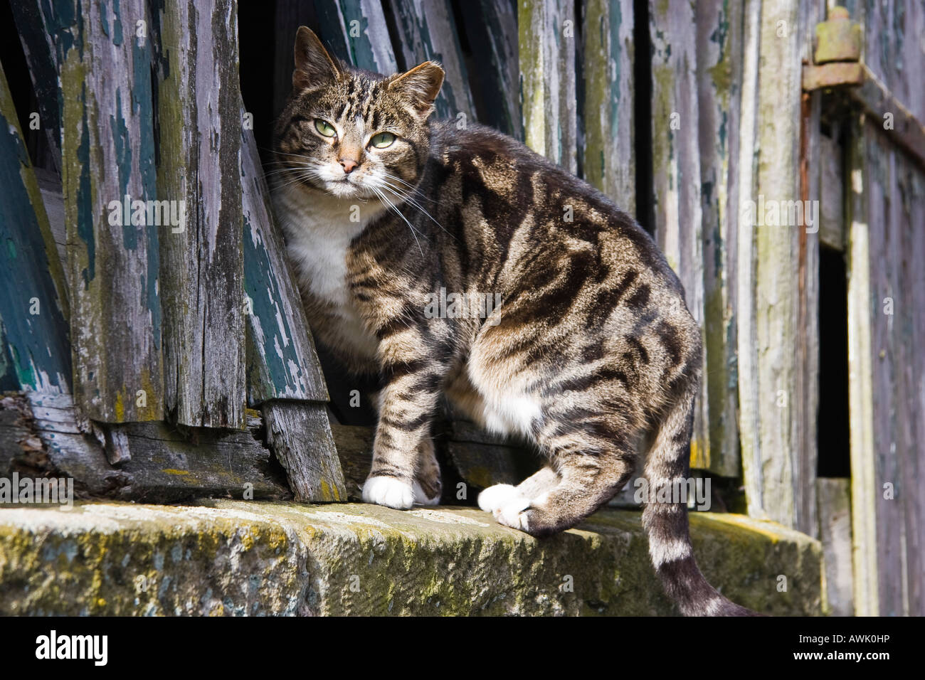 Farmyard cat sitting by a dilapidated barn Stock Photo - Alamy