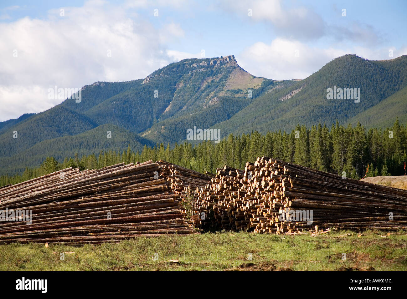 Mountains of felled trees result of logging in Livingstone valley Rocky ...