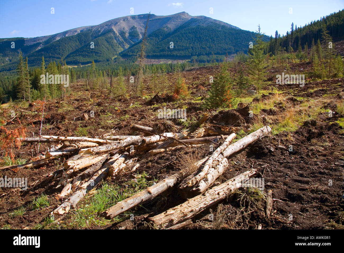 Livingston valley in the Rocky Mountains devastated by logging Alberta ...