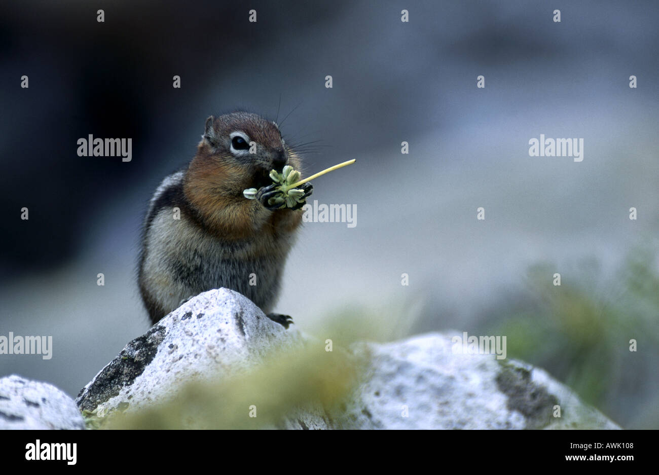 American chipmunk eating leaf, Banff National park, Alberta, Canada ...