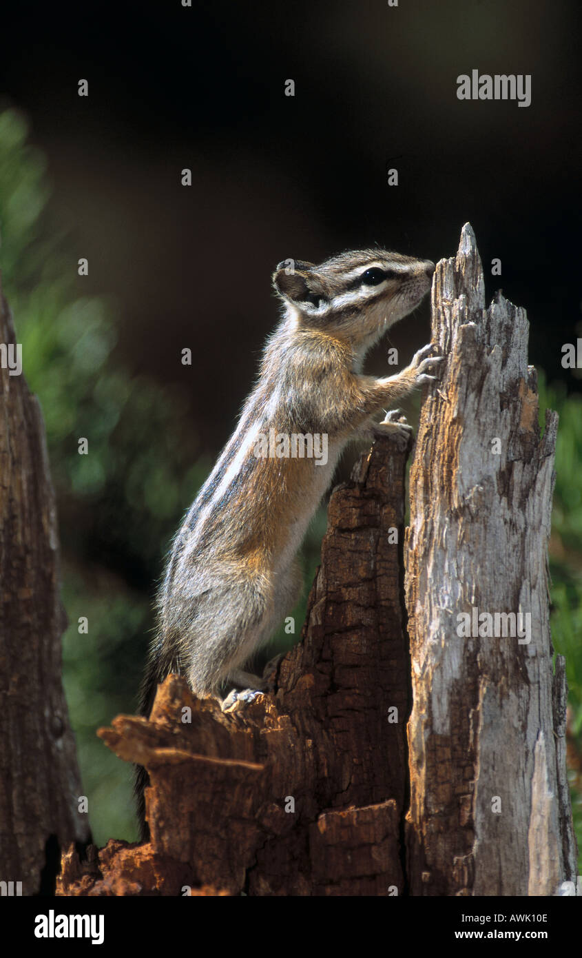 North american chipmunks hi-res stock photography and images - Alamy