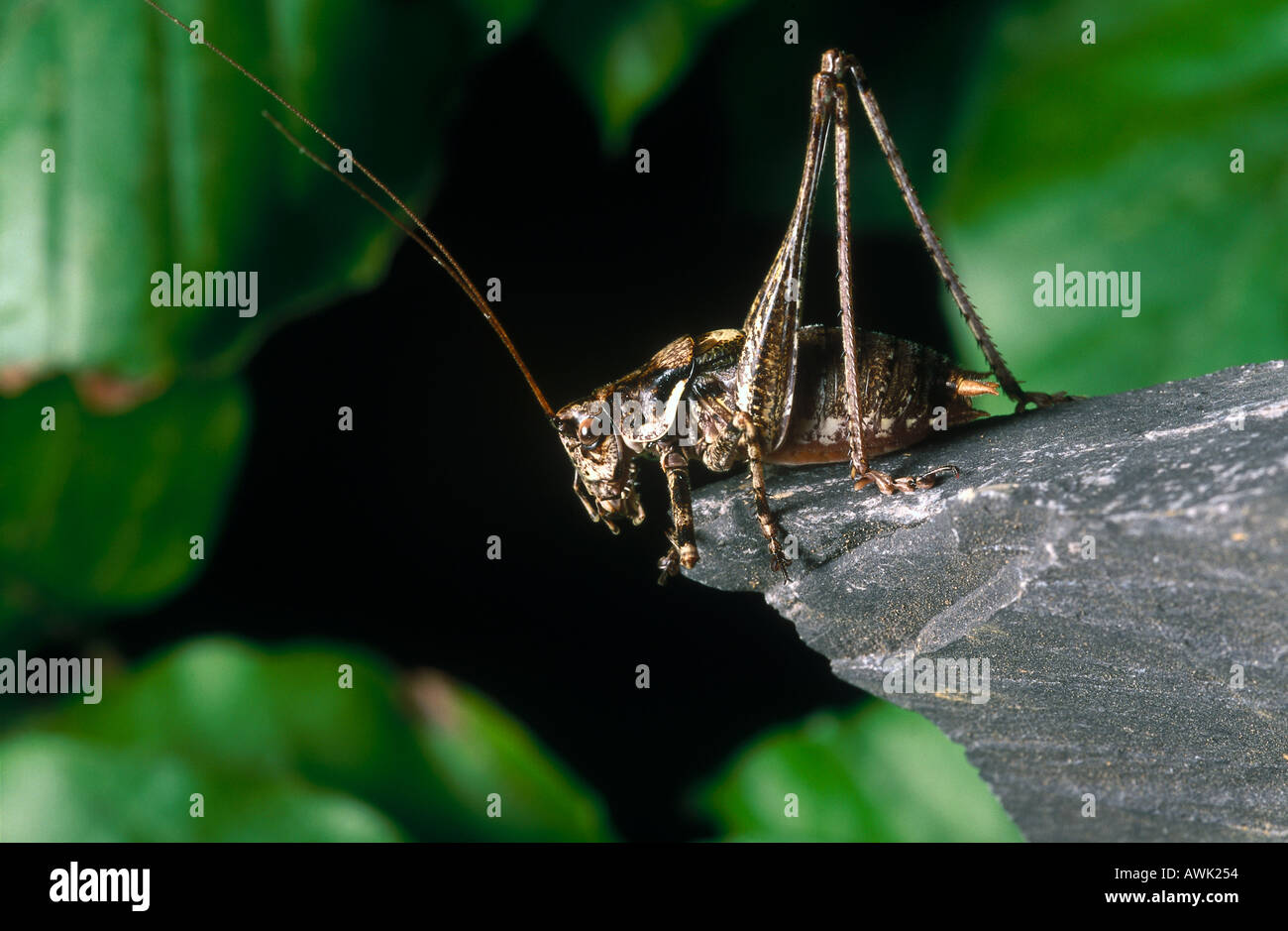 Stone grasshopper hi-res stock photography and images - Alamy
