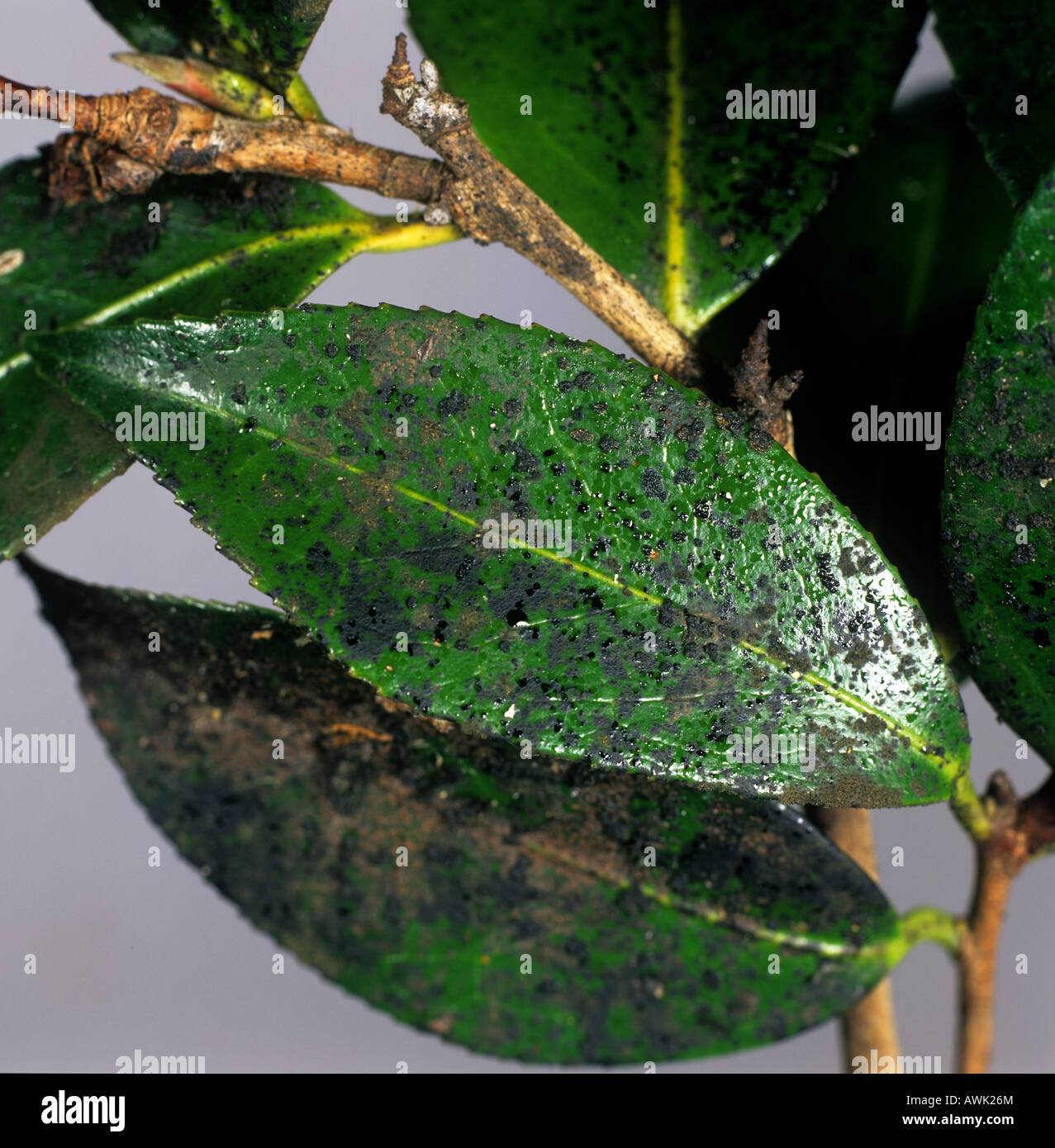 Sooty mould caused by soft brown scale insect Coccus hesperidum on ...