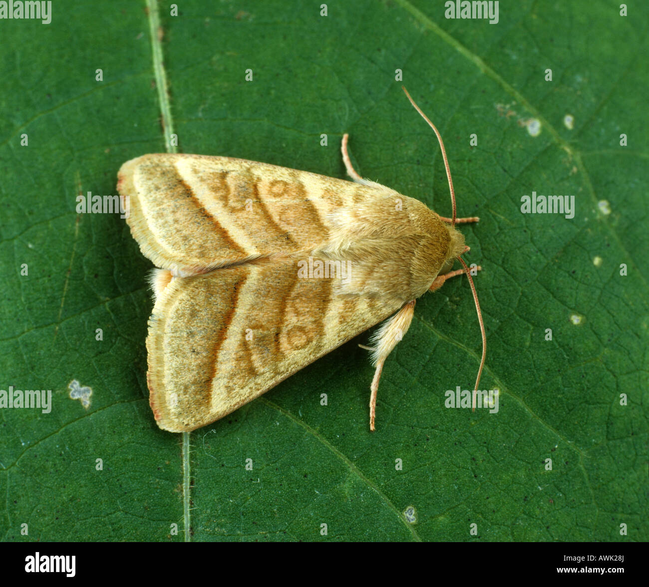 Tobacco budworm Helicoverpa virescens adult moth on a cotton leaf Stock ...