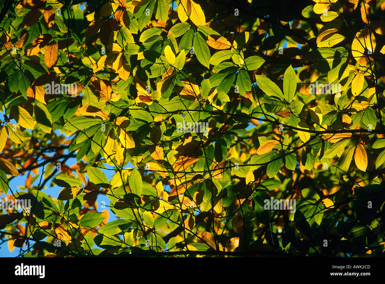 tree and leaves Stock Photo - Alamy