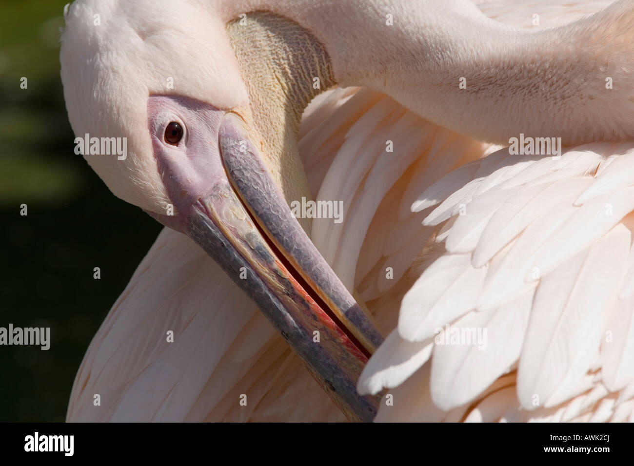 head of a pelican Stock Photo - Alamy