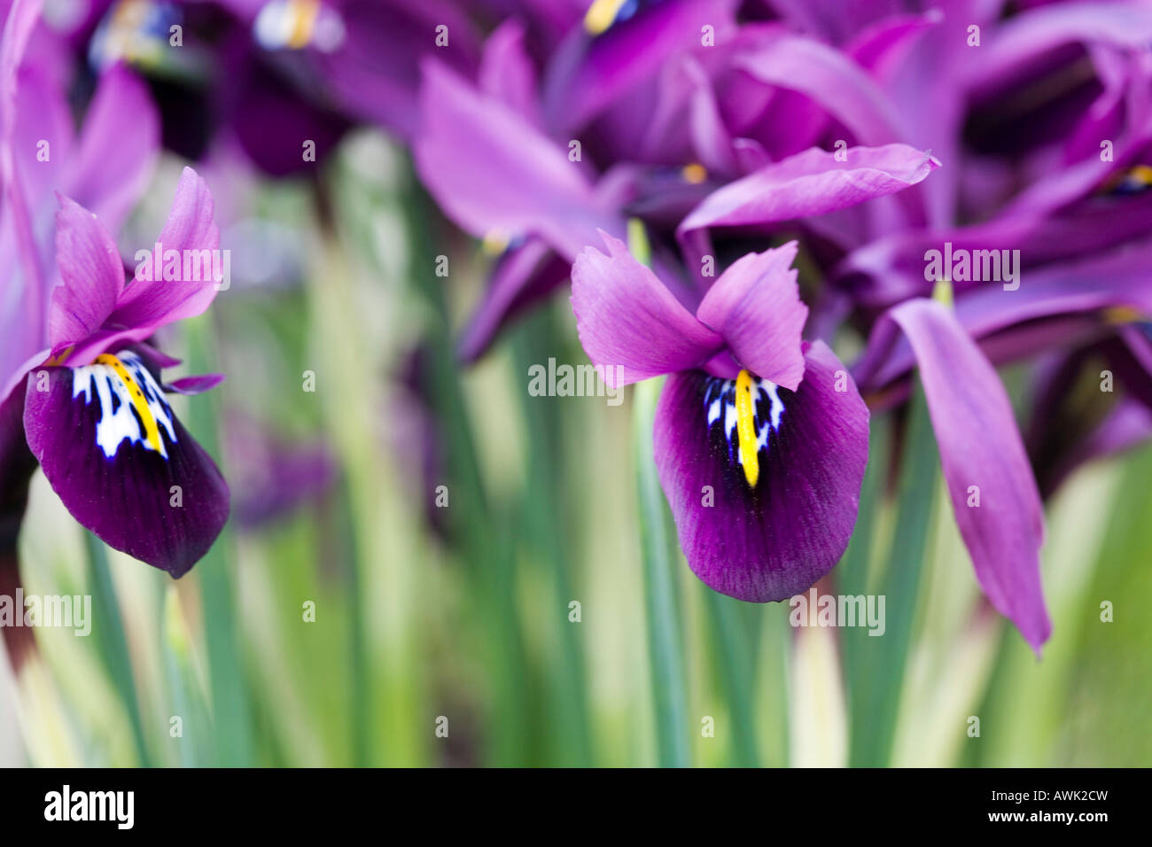 Dwarf Iris 'George' Stock Photo - Alamy