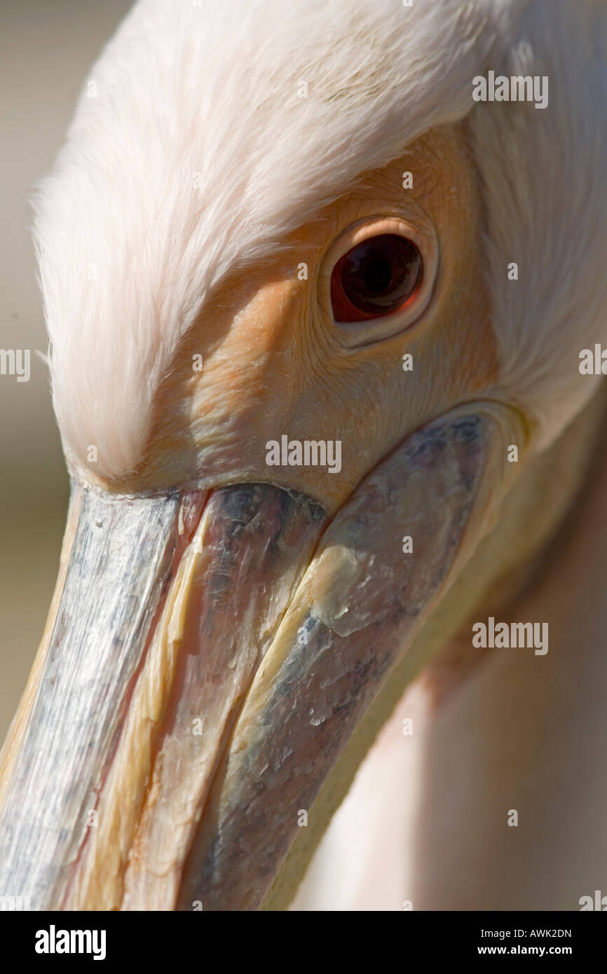 head of a pelican Stock Photo - Alamy