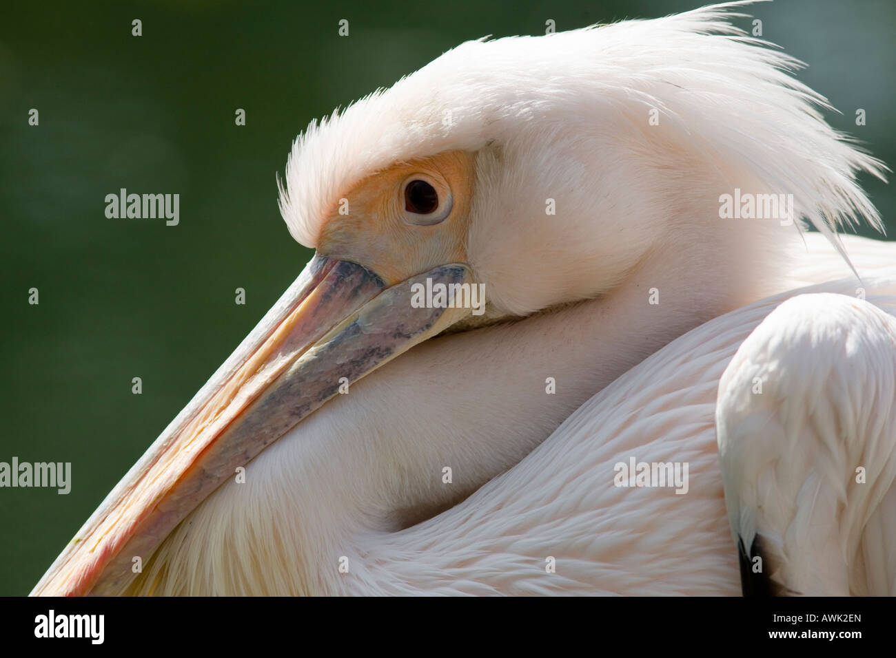 head of a pelican Stock Photo - Alamy