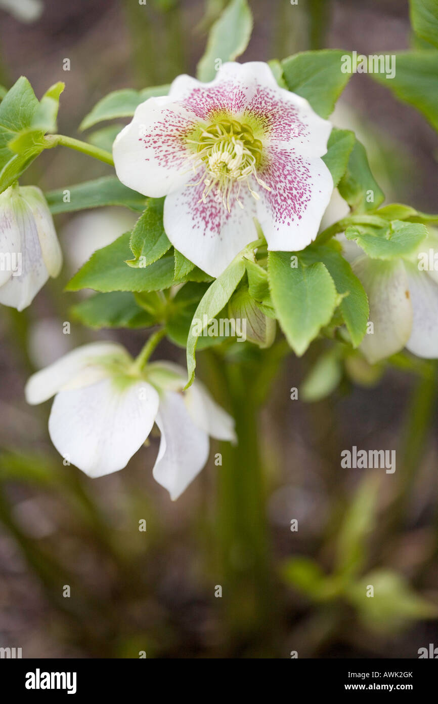 Helebore hi-res stock photography and images - Alamy