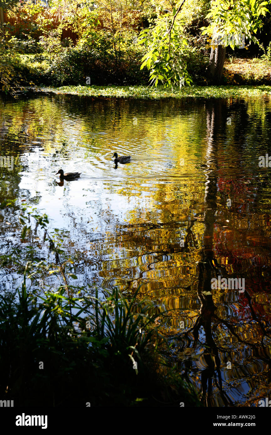 River Wandle at Ravensbury Park, Mitcham, London Stock Photo - Alamy
