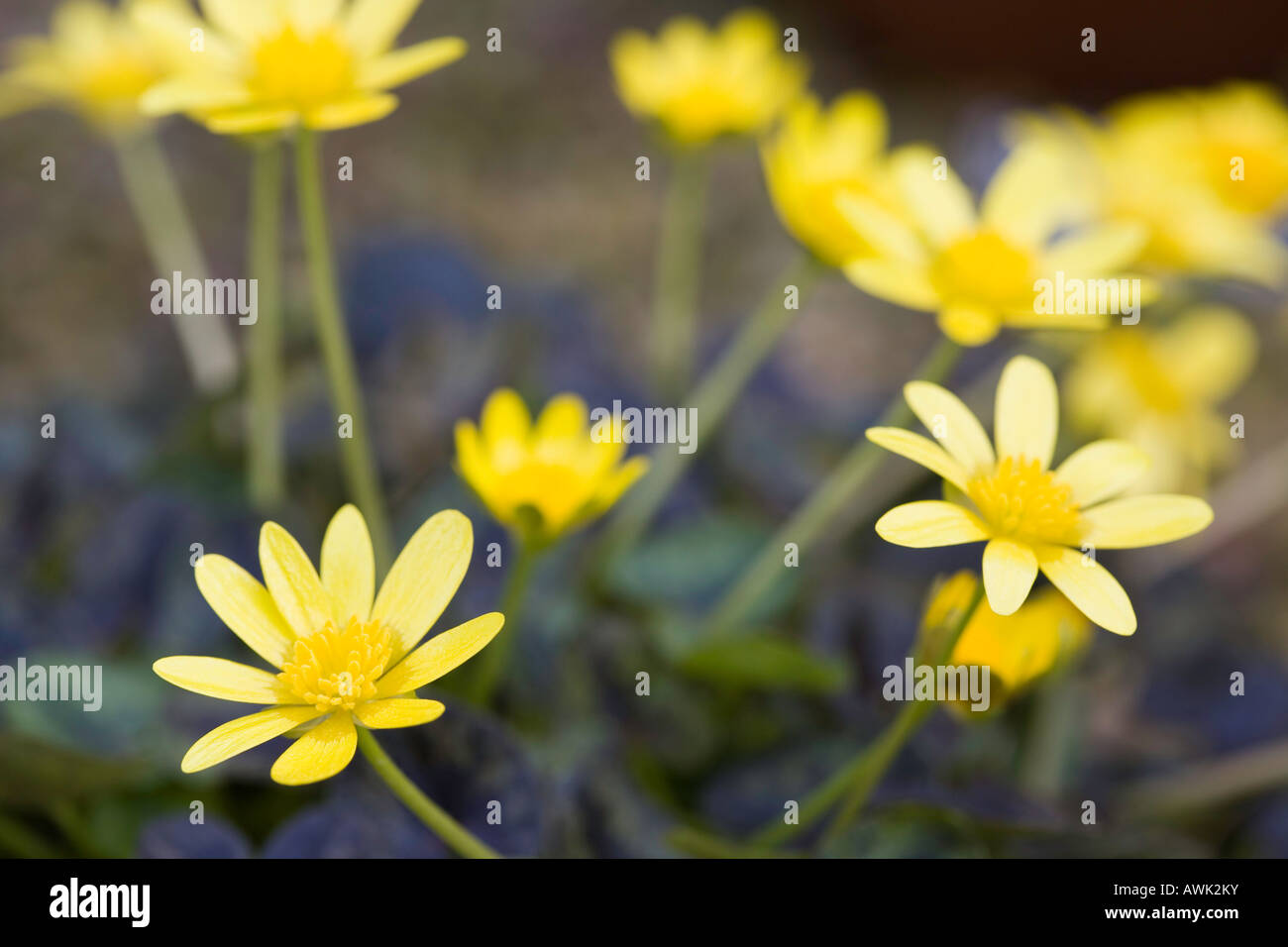 Brazen hussy hi-res stock photography and images - Alamy