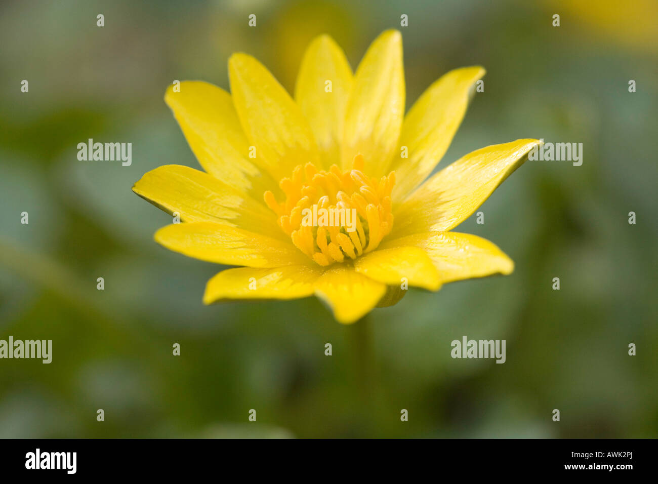 Ranunculus ficaria Major Stock Photo - Alamy