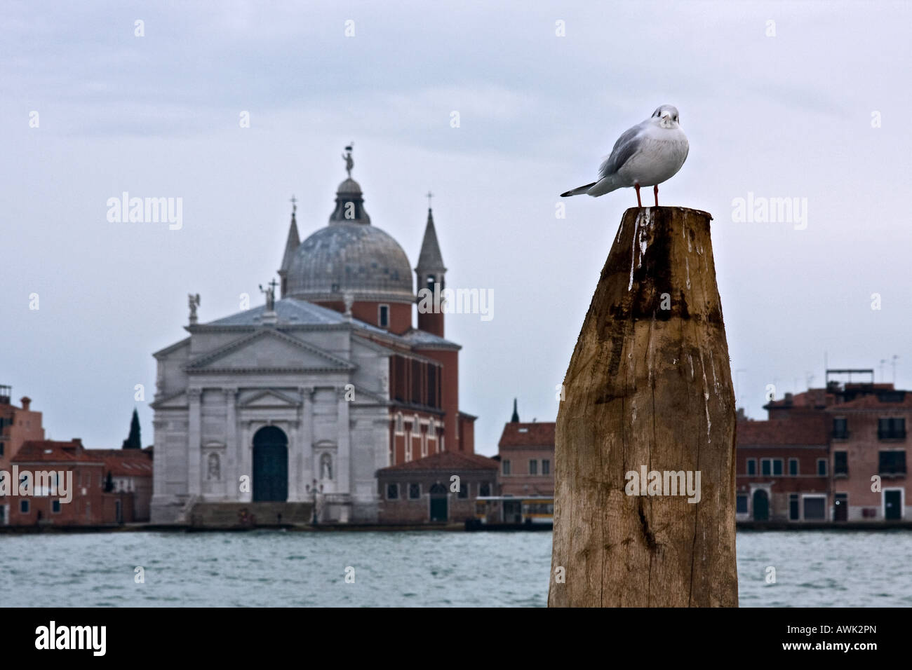 Bird in venice hi-res stock photography and images - Alamy