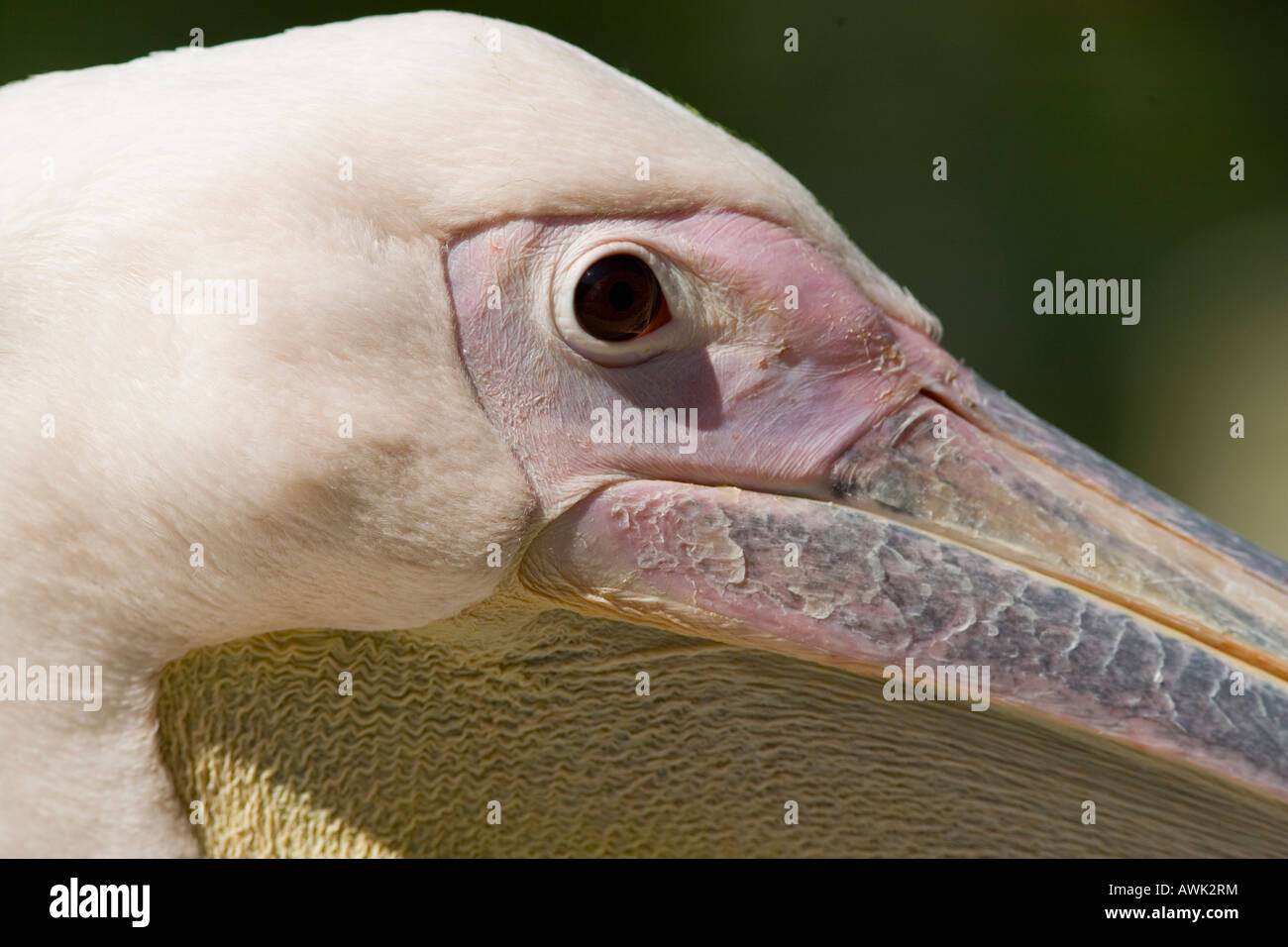 head of a pelican Stock Photo - Alamy