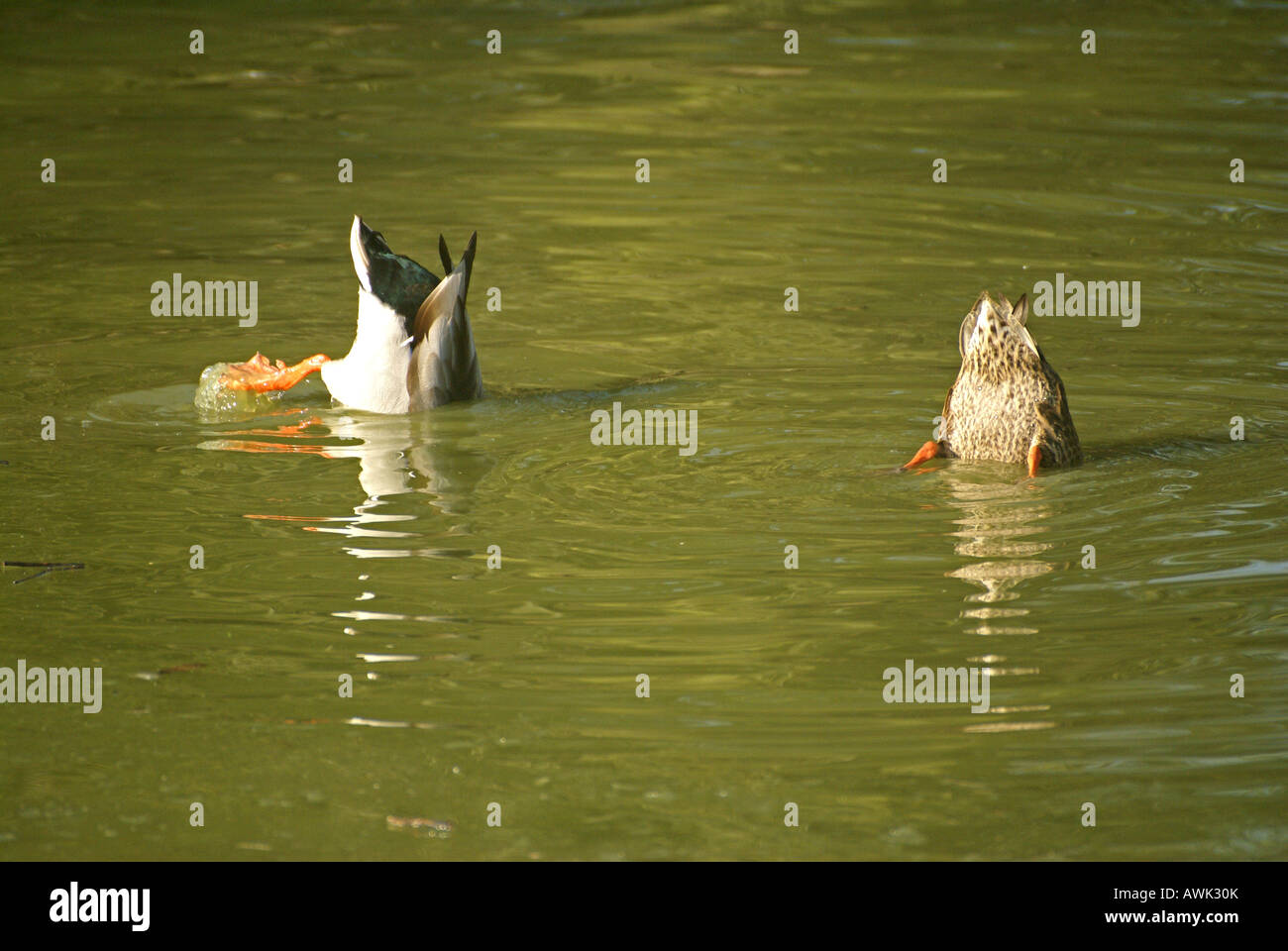 Duck tails hi-res stock photography and images - Alamy