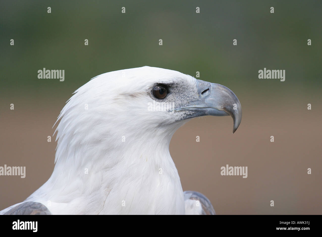Australian Sea Eagle Stock Photo - Alamy