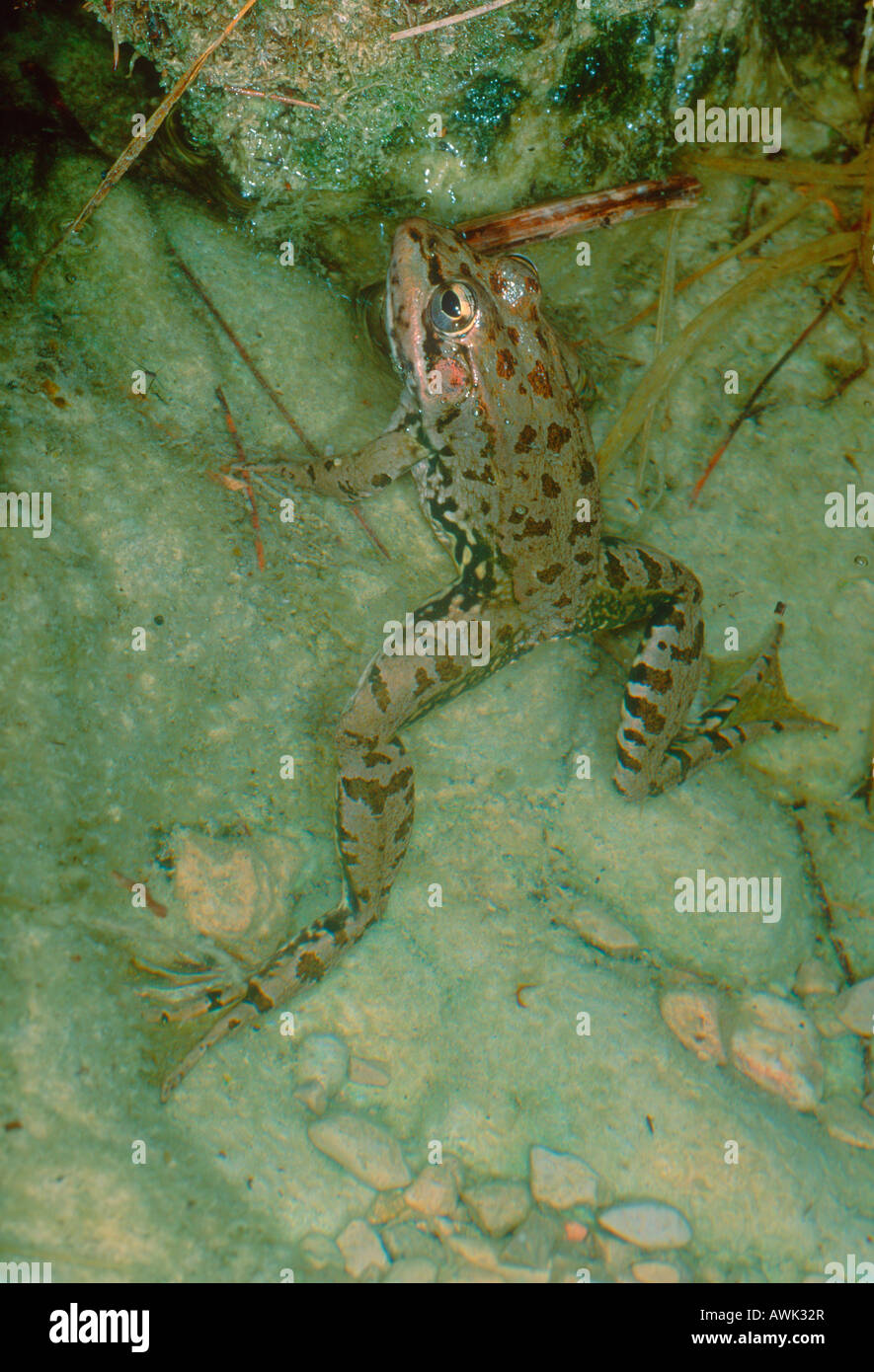 Frog under water hi-res stock photography and images - Alamy
