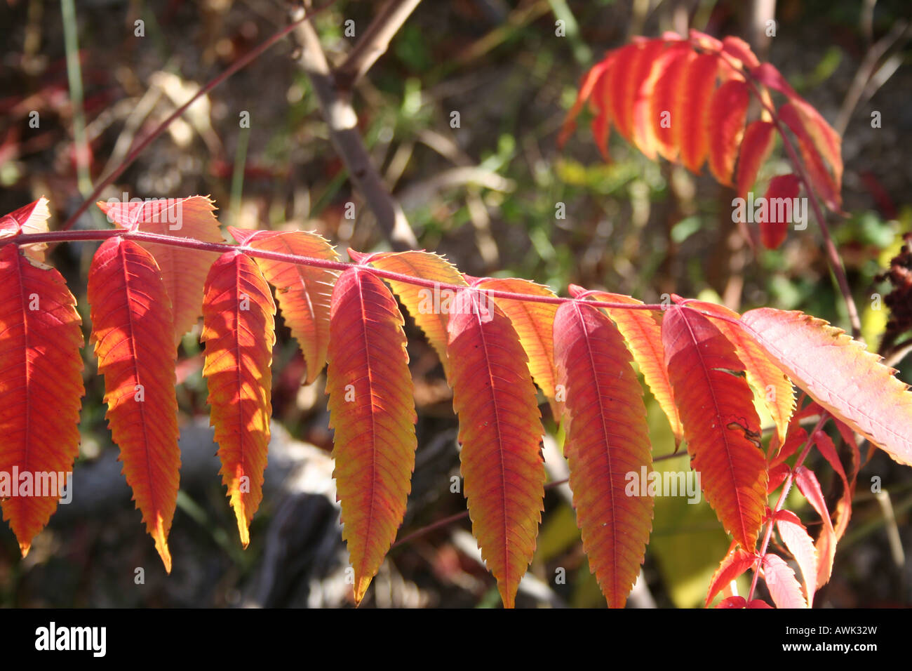 Leafs leaf hi-res stock photography and images - Alamy